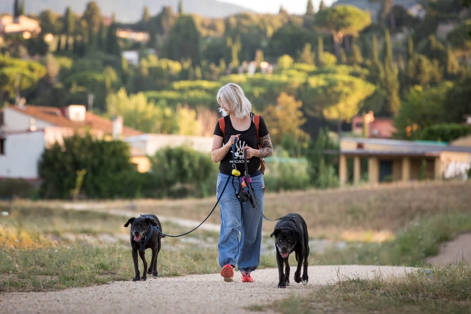 I molossi sono cani cattivi? Conosciamoli meglio