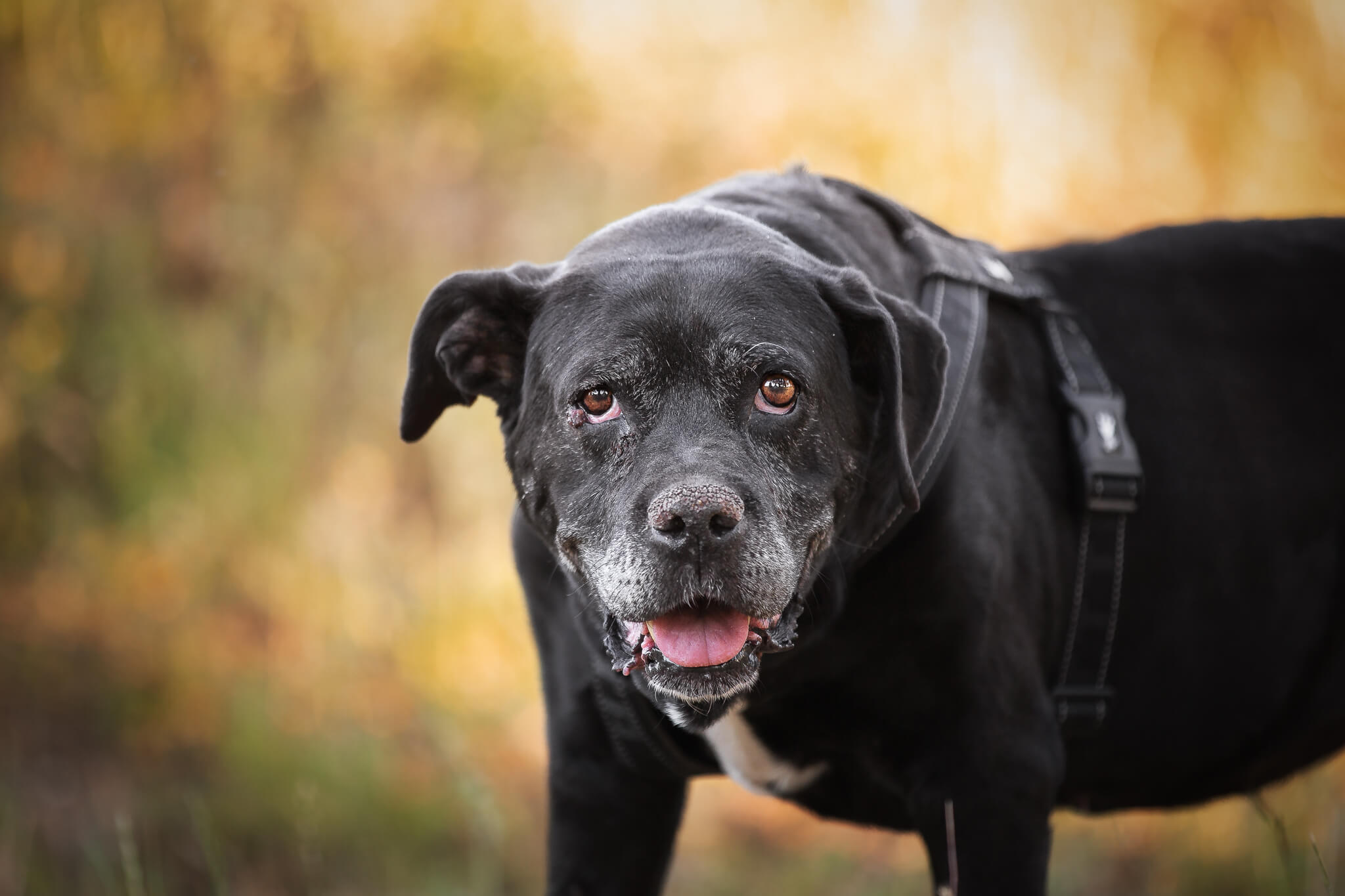 I molossi sono cani cattivi? Conosciamoli meglio