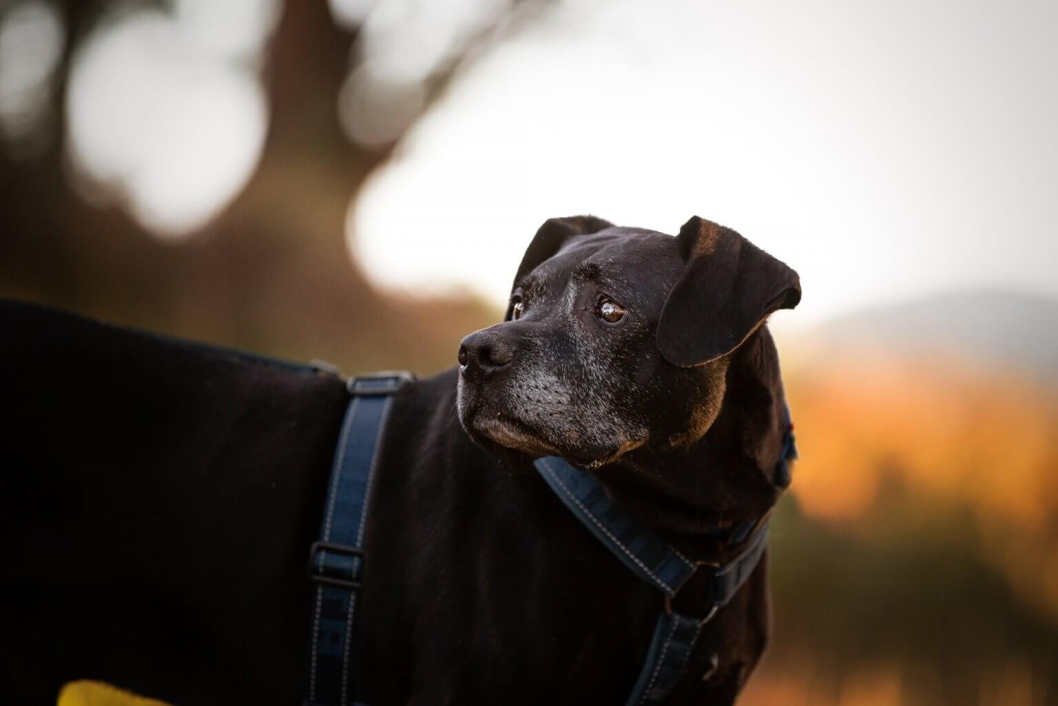 I molossi sono cani cattivi? Conosciamoli meglio